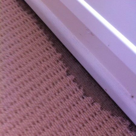 Cleaning Wool Carpets Brisbane Plus Pest Control - Best 1 Cleaning